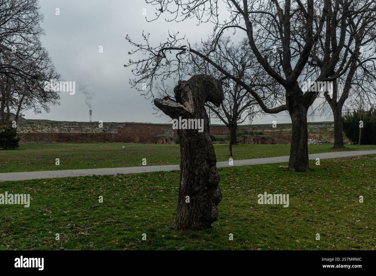 Unusual tree trunk that looks like a monster at the Kalemegdan park ...