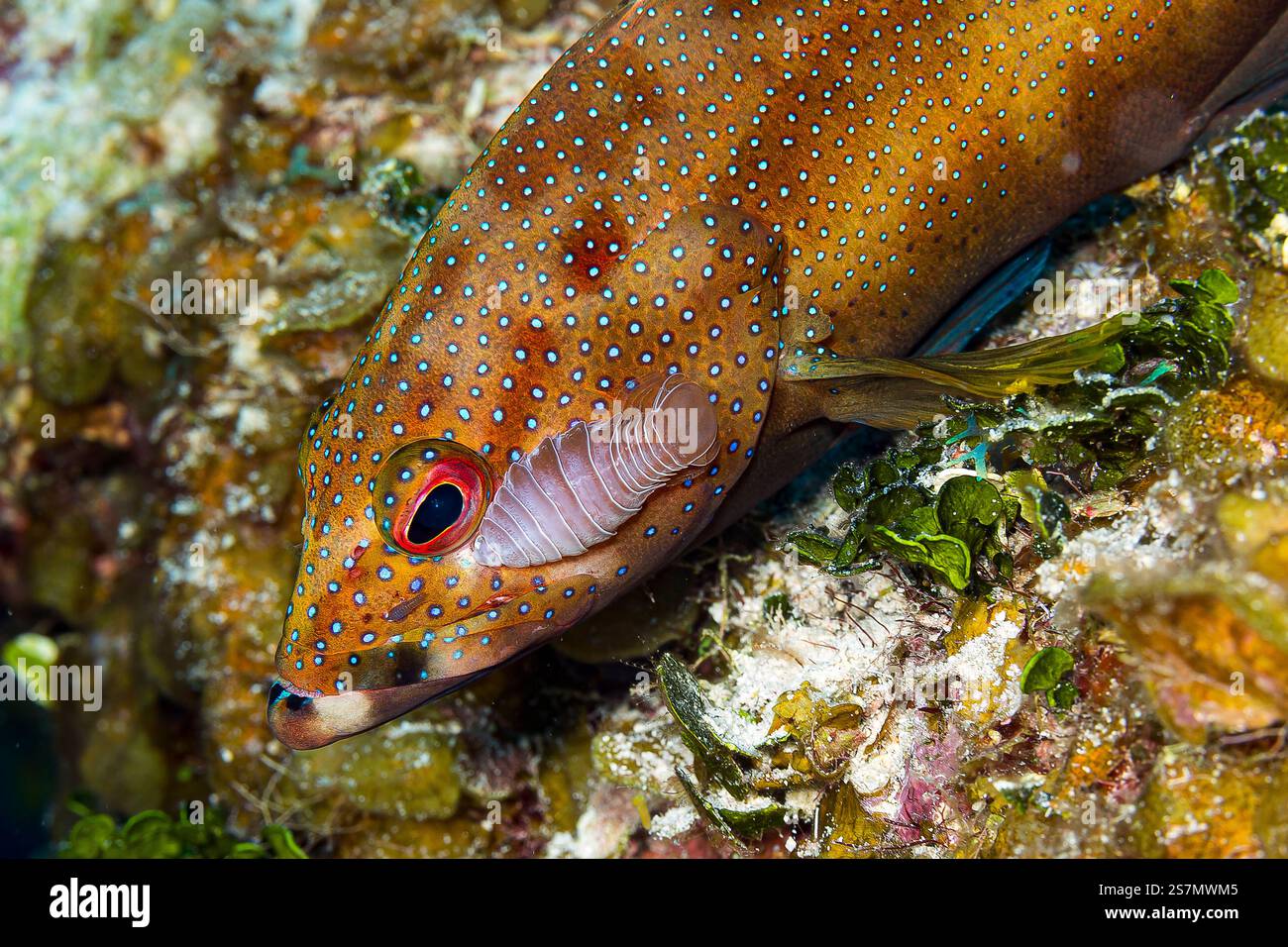 Cymothoid Isopod over a Coney Fish at Turks & Caicos Islands at the ...
