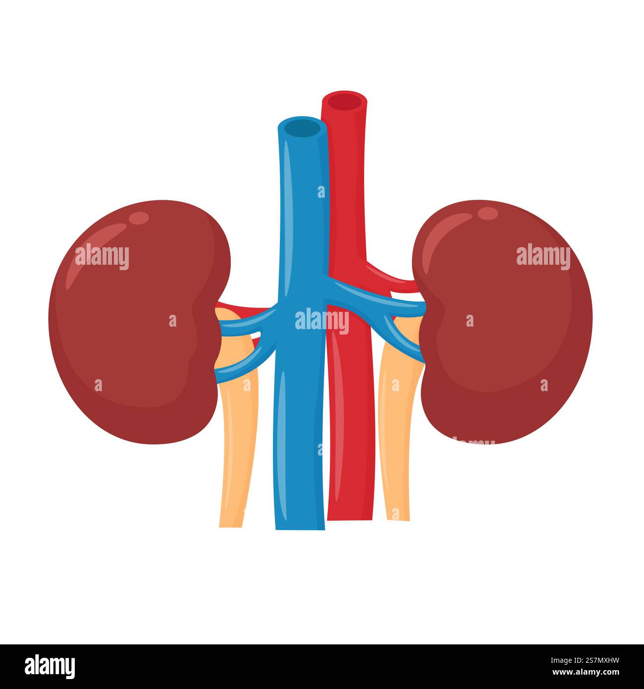Kidney is an internal organ in the body shaped like a red bean. Kidney ...