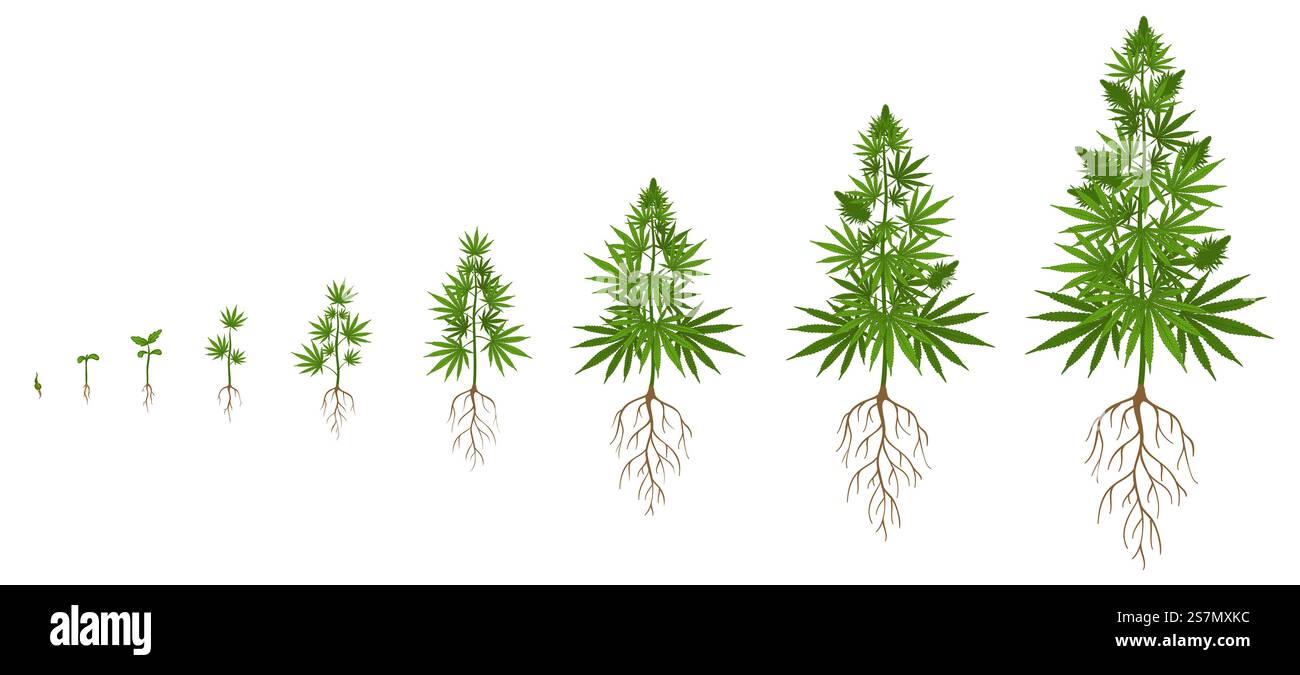Hemp plant growth cycle. Cannabis cultivation, planting marijuana seeds ...