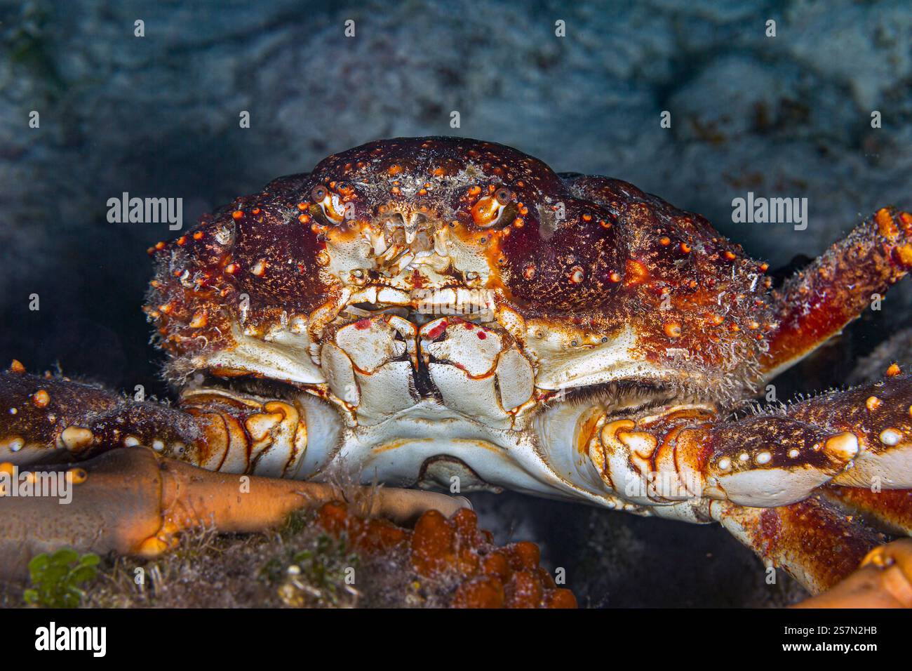 Channel clinging crab at Turks & Caicos Islands at the Caribbean Sea ...