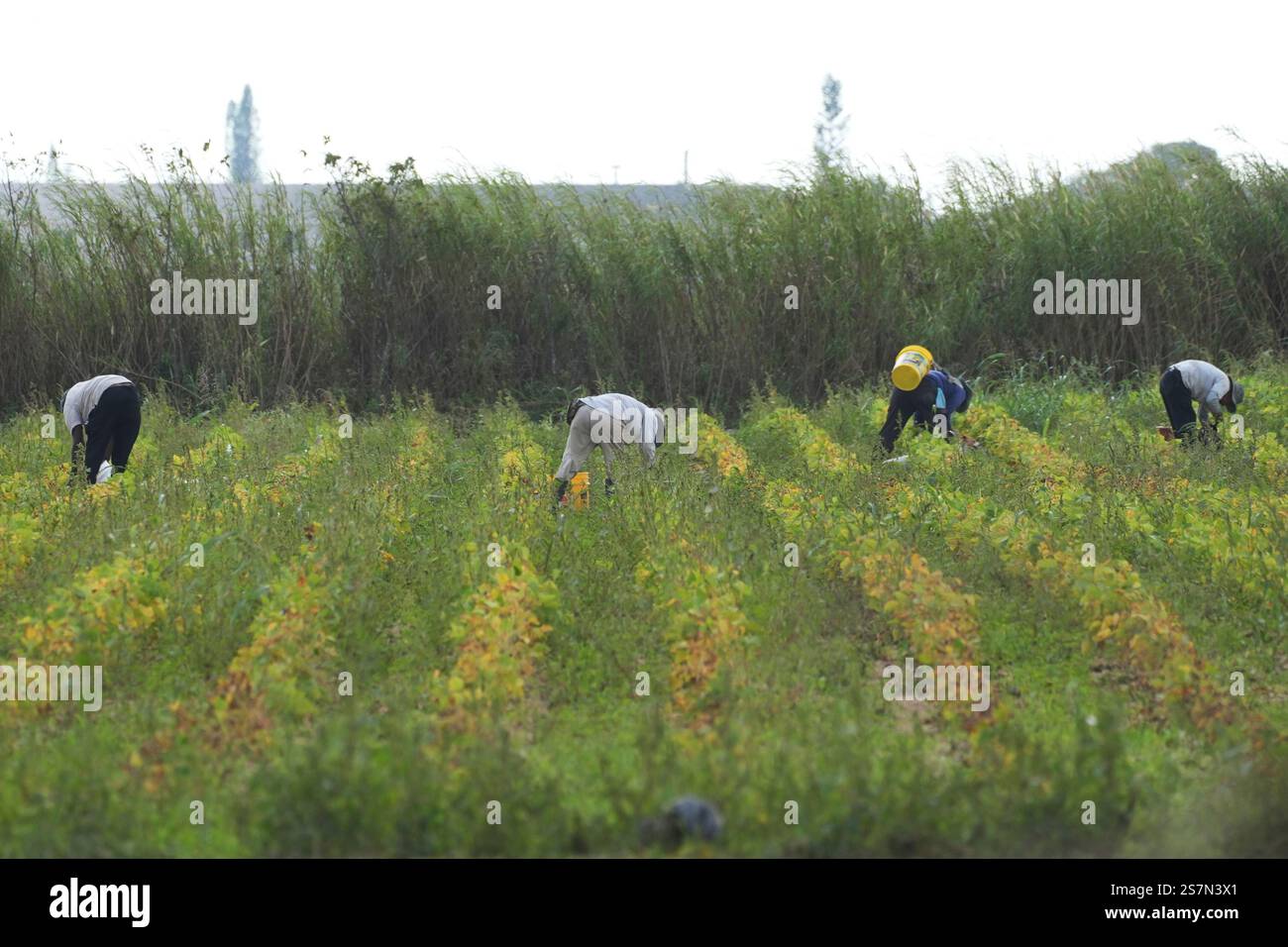 Farmworkers work a field, Sunday, Jan. 19, 2025, in Homestead, Fla. (AP ...