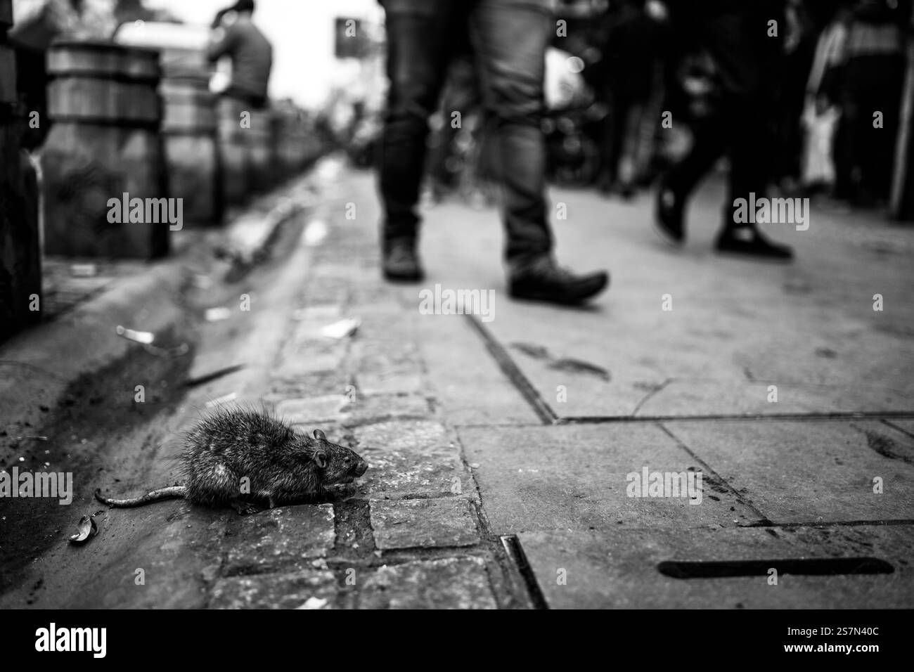 rat on a street in Delhi Stock Photo - Alamy
