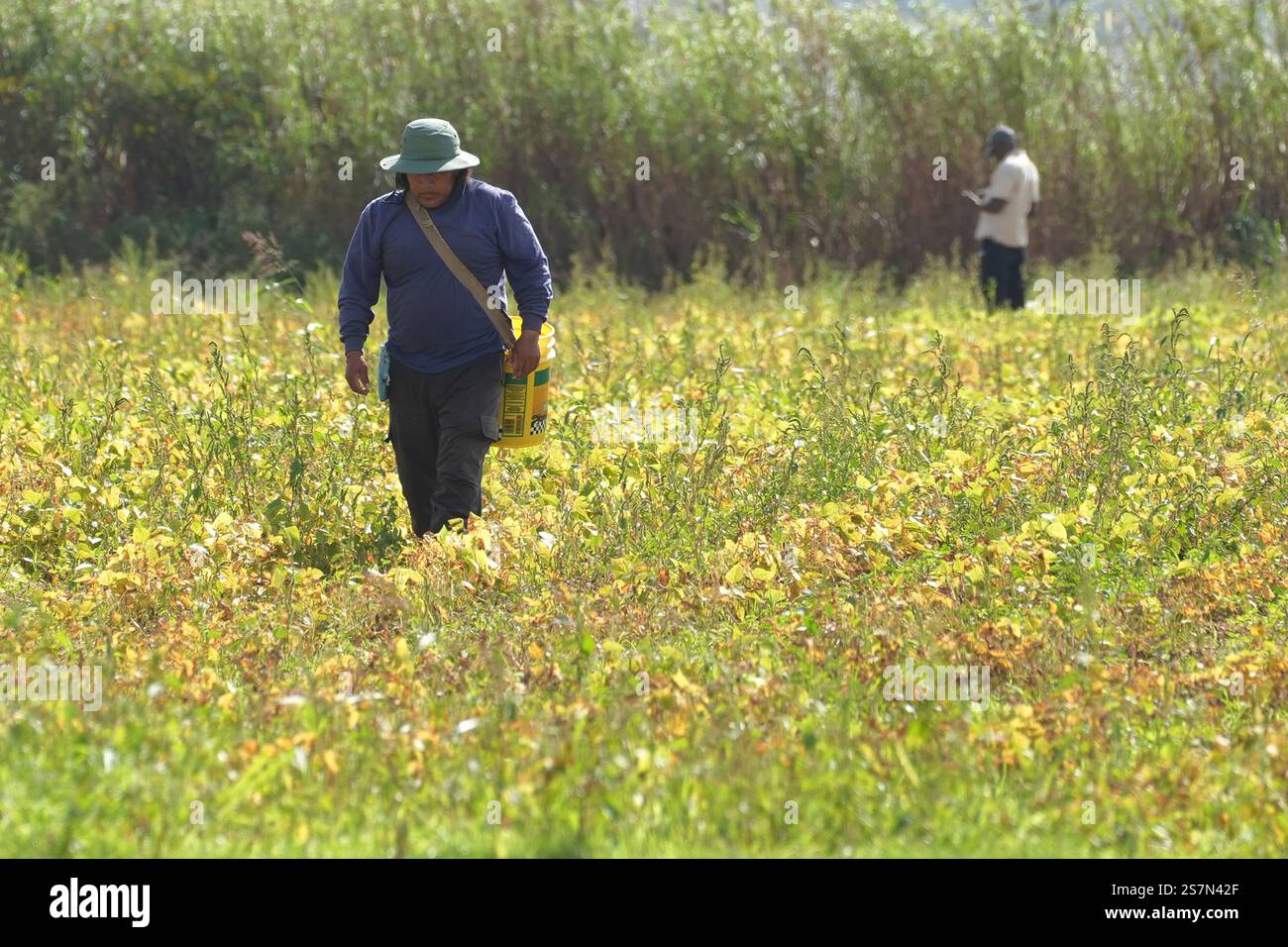 Farmworkers work a field, Sunday, Jan. 19, 2025, in Homestead, Fla. (AP ...