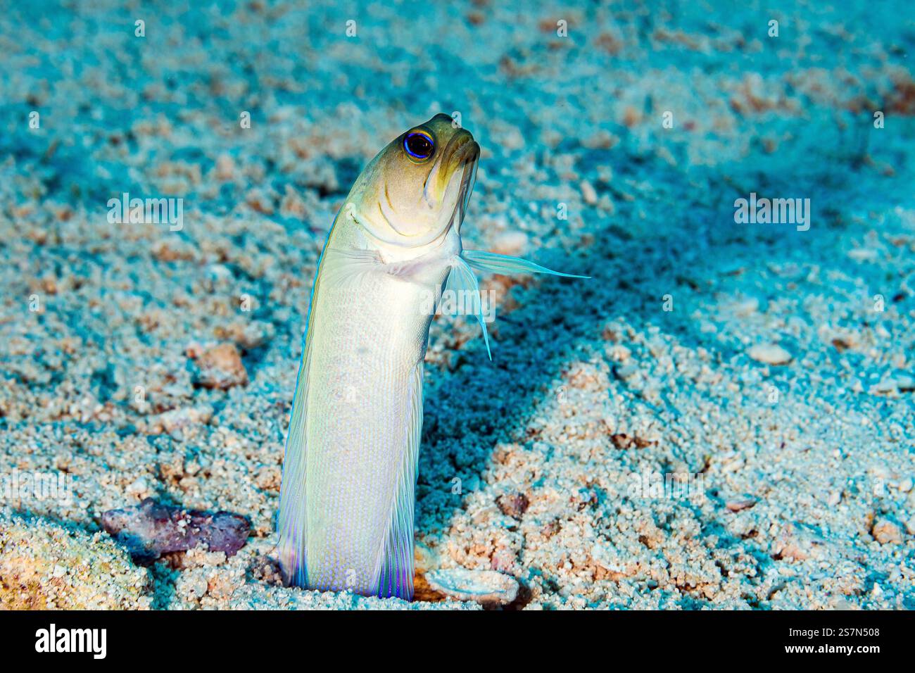 A Yellowhead Jawfish emerging its sand hole at Turks & Caicos Islands ...