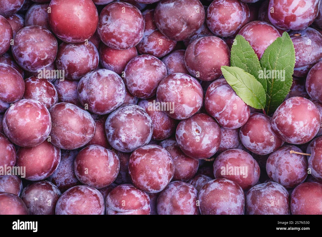 A vibrant and colorful array of freshly picked plums, proudly ...
