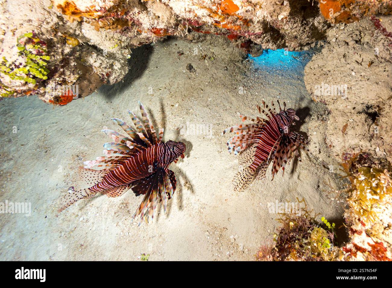 Lion fish group coral hi-res stock photography and images - Alamy