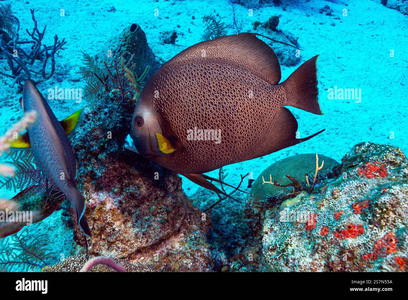 Gray Angelfish at Turks & Caicos Islands at the Caribbean Sea Stock ...