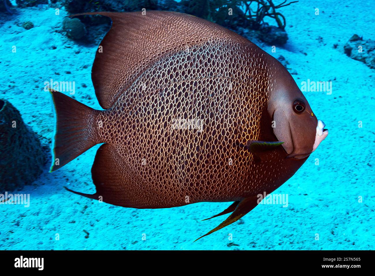 Gray Angelfish at Turks & Caicos Islands at the Caribbean Sea Stock ...