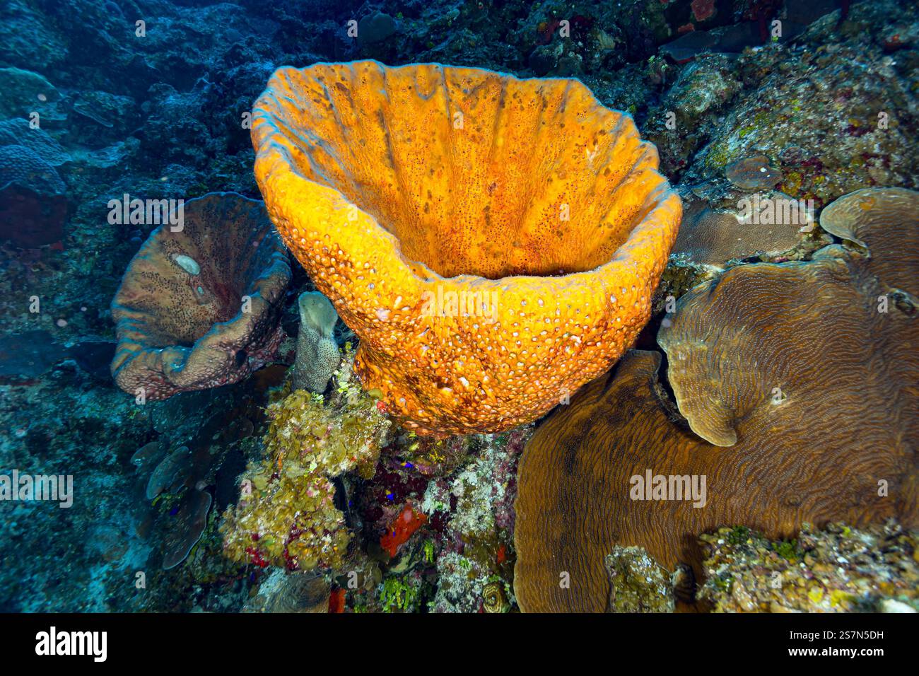 A Coral Sponge at Turks & Caicos Islands at the Caribbean Sea Stock ...