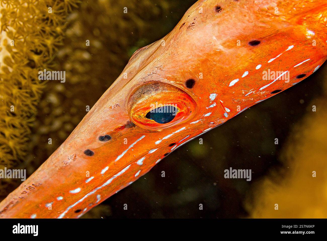 Trumpet Fish at Turks & Caicos Islands at the Caribbean Sea Stock Photo ...
