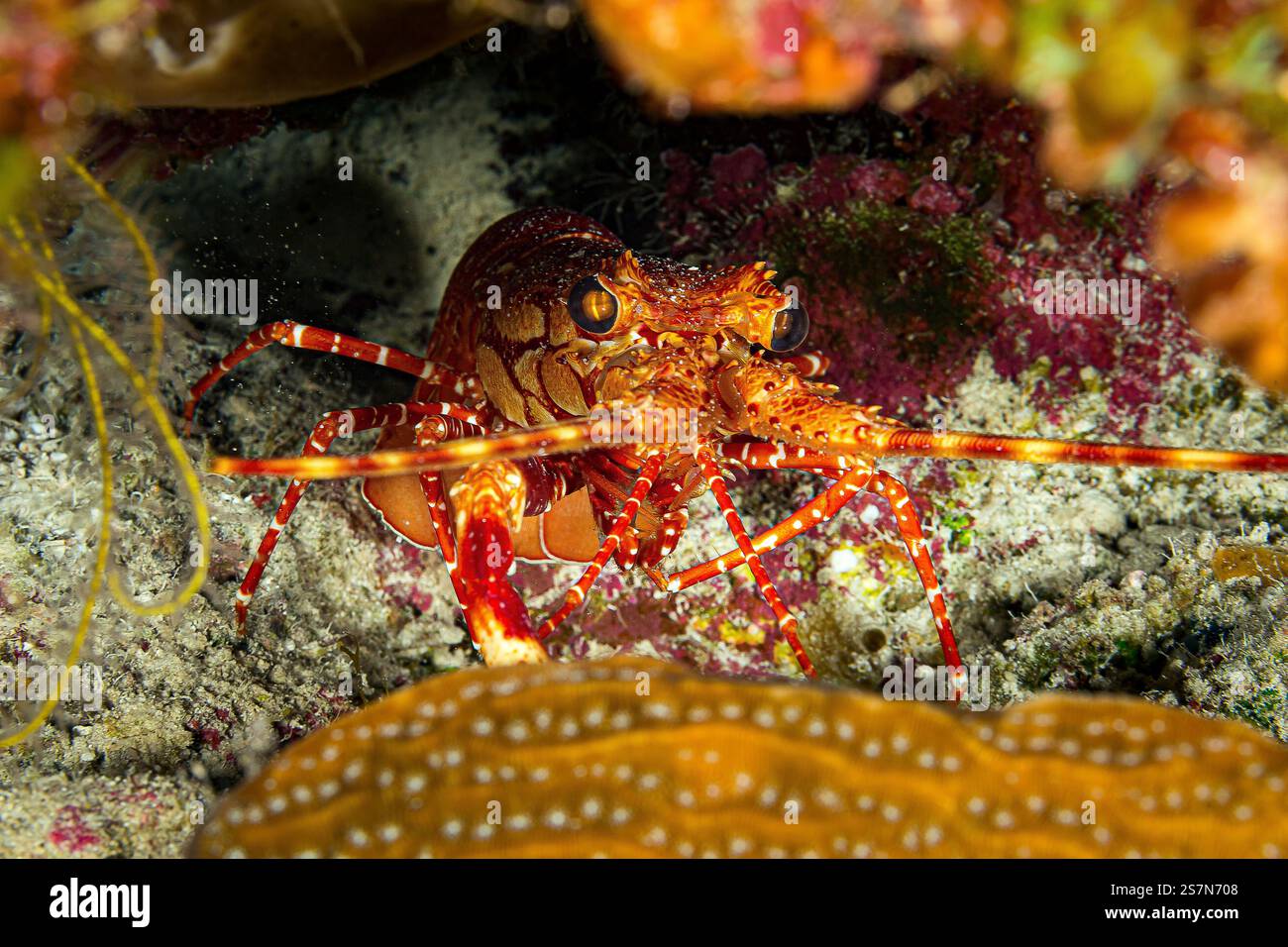 Red Banded Lobster at Turks & Caicos Islands at the Caribbean Sea Stock ...