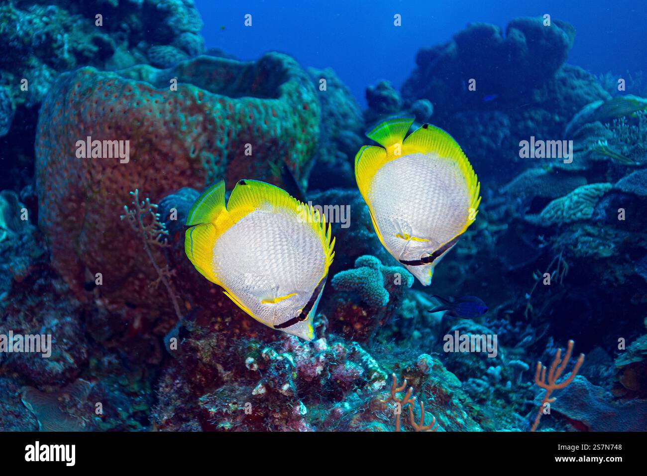 Spotfin butterflyfishes hi-res stock photography and images - Alamy
