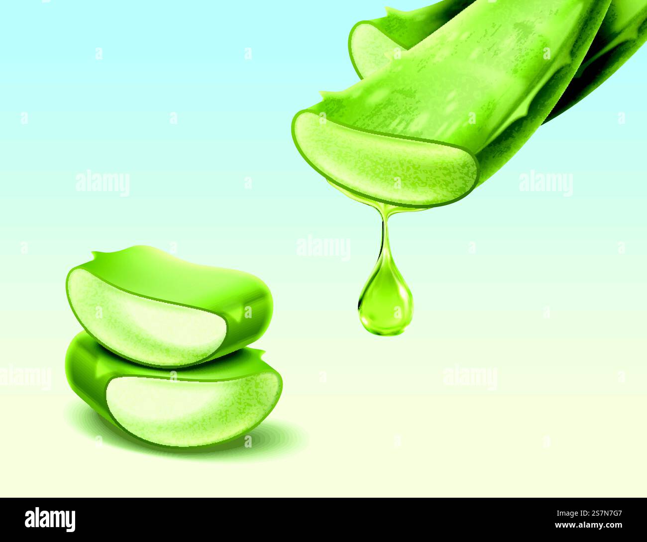 Aloe Vera plant with its section in 3d illustration. Aloe Vera plant ...