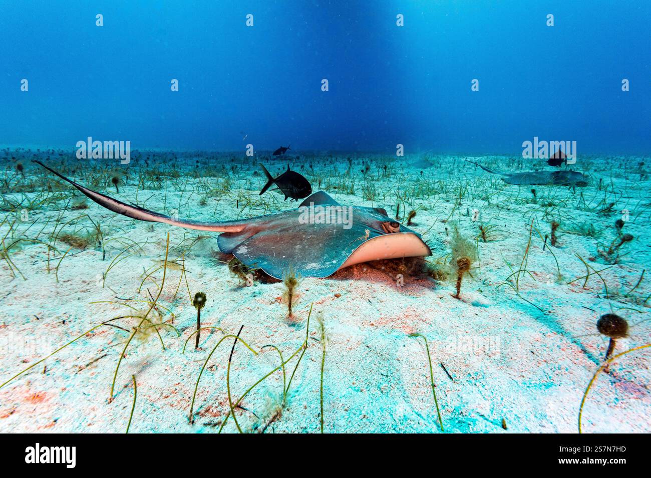Southern Stingrays and company feeding at the coral sands at Turks ...