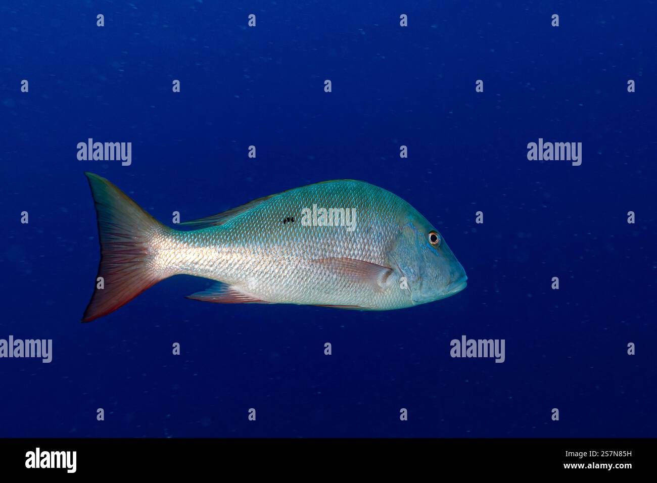 A Mutton Snapper at Turks & Caicos Islands at the Caribbean Sea Stock ...