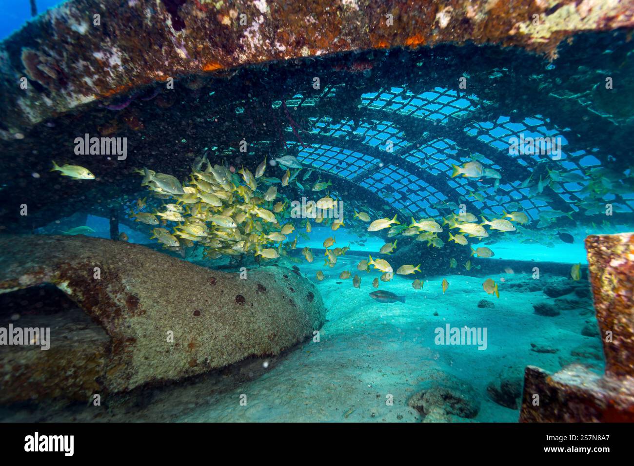 Diving with a school of French Grunts in an old manmade dome structure ...