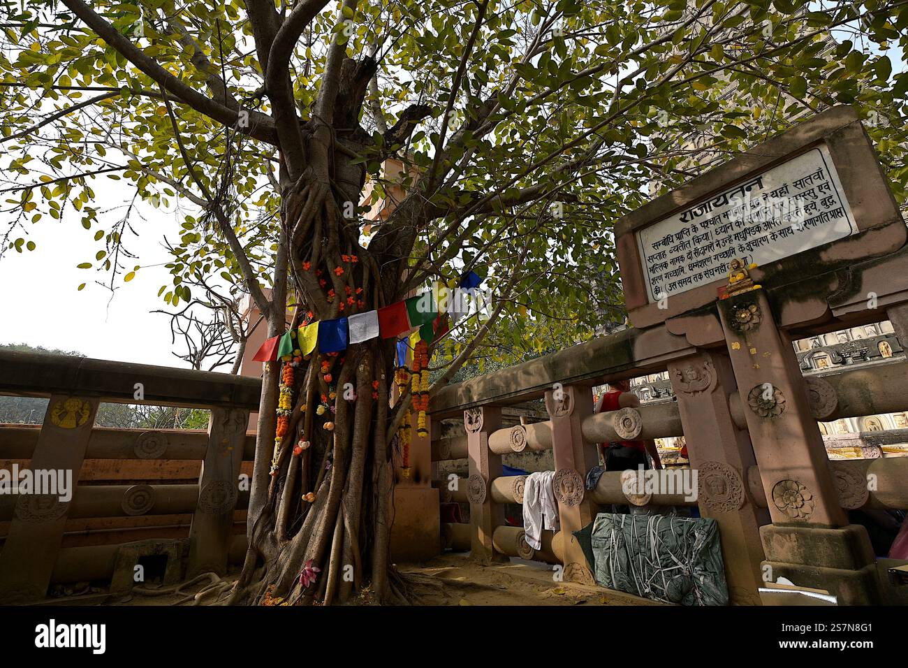 View of the Rajayatana tree where the Buddha is said to have spent his ...