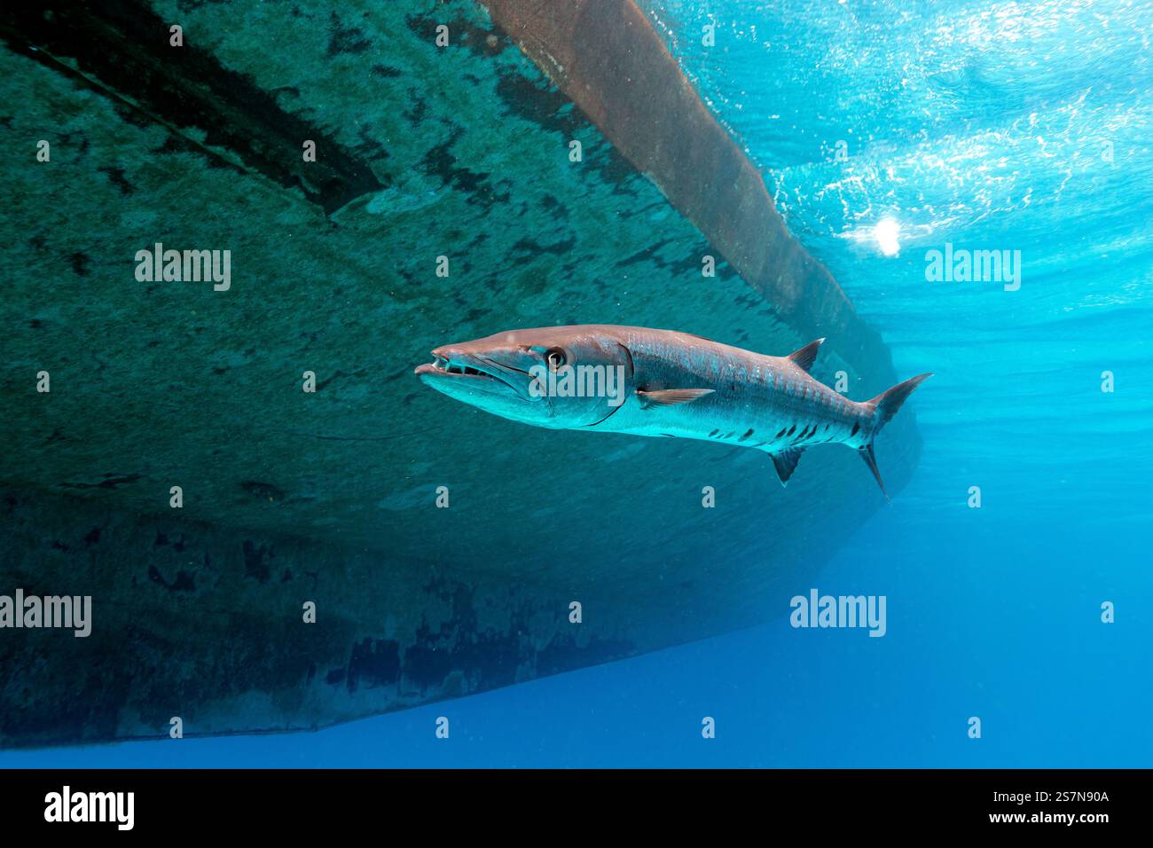 A Great Barracuda below the ships keel at Turks & Caicos Islands at the ...
