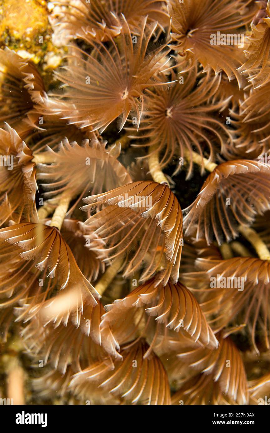 Social Feather Duster Worms at Turks & Caicos Islands at the Caribbean ...