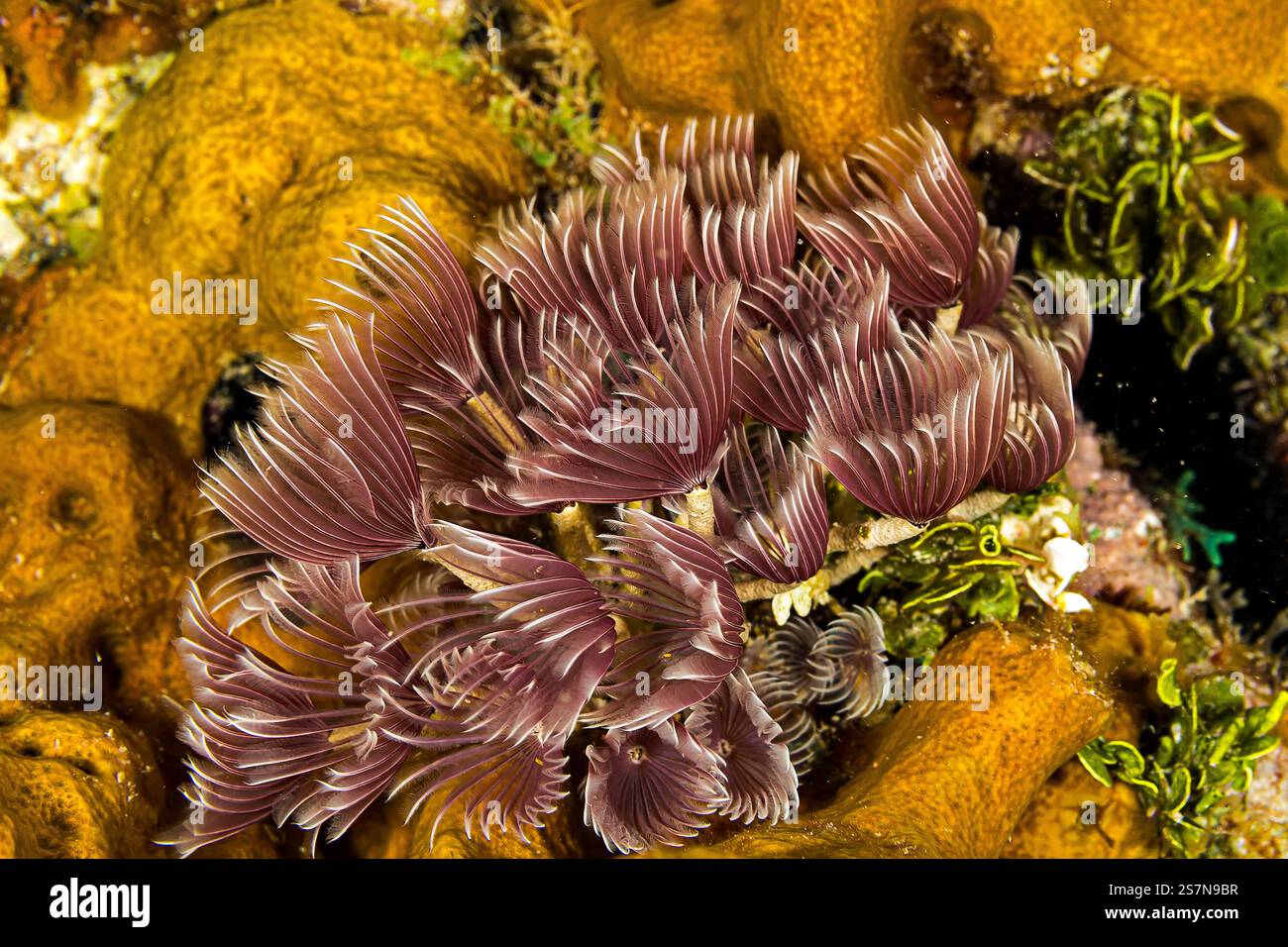 Social Feather Duster Worms at Turks & Caicos Islands at the Caribbean ...