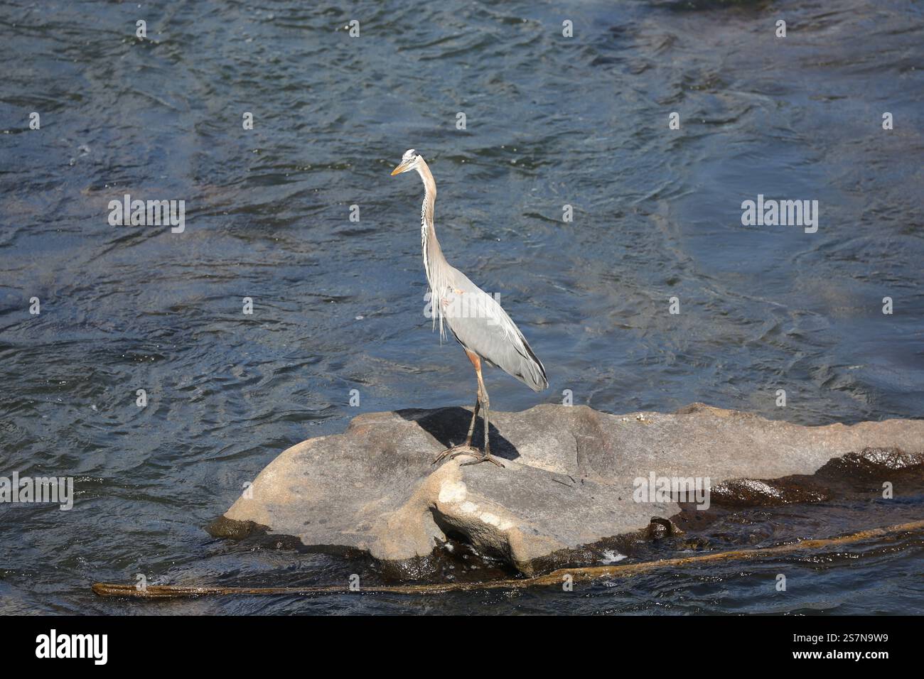 Great blue heroin sitting on rocks in the James River in Richmond ...