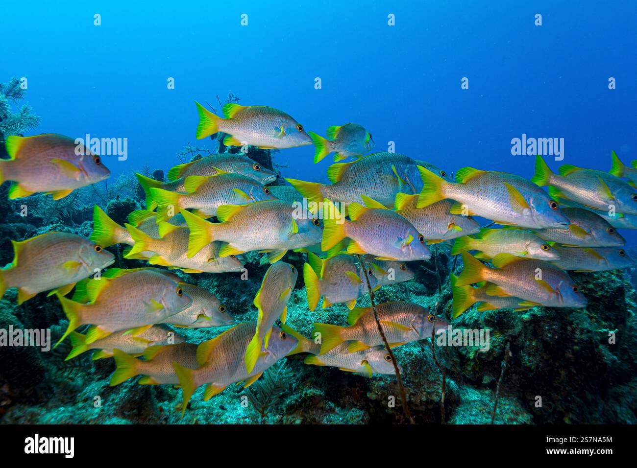 A Family of Snappers at Turks & Caicos Islands at the Caribbean Sea ...