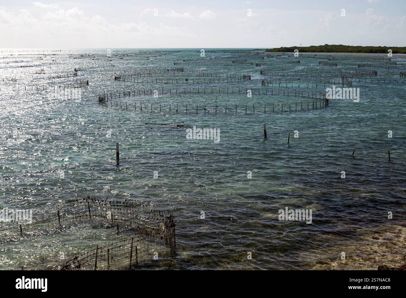 A visit to a Conch Farm at Turks & Caicos Islands at the Caribbean Sea ...