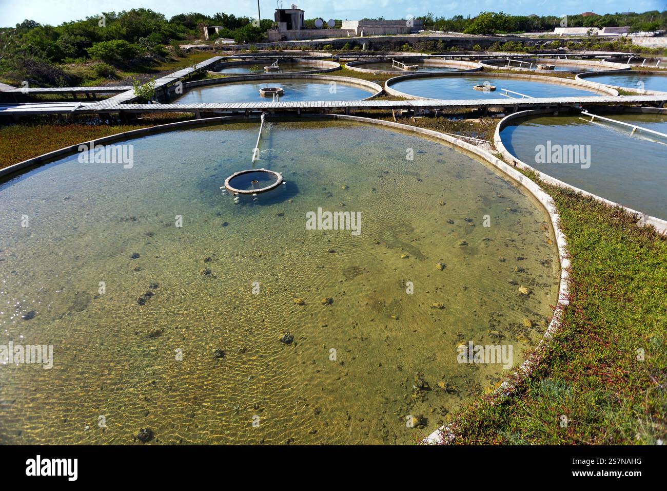 A visit to a Conch Farm at Turks & Caicos Islands at the Caribbean Sea ...