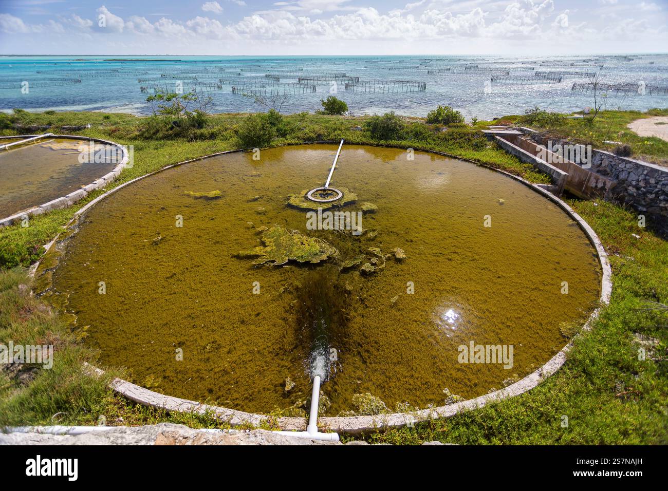 A visit to a Conch Farm at Turks & Caicos Islands at the Caribbean Sea ...