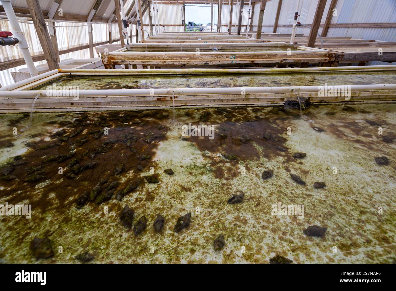 A visit to a Conch Farm at Turks & Caicos Islands at the Caribbean Sea ...