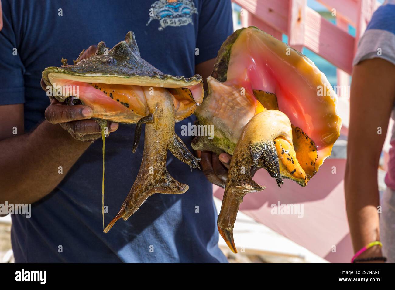 Snails sea food hi-res stock photography and images - Alamy