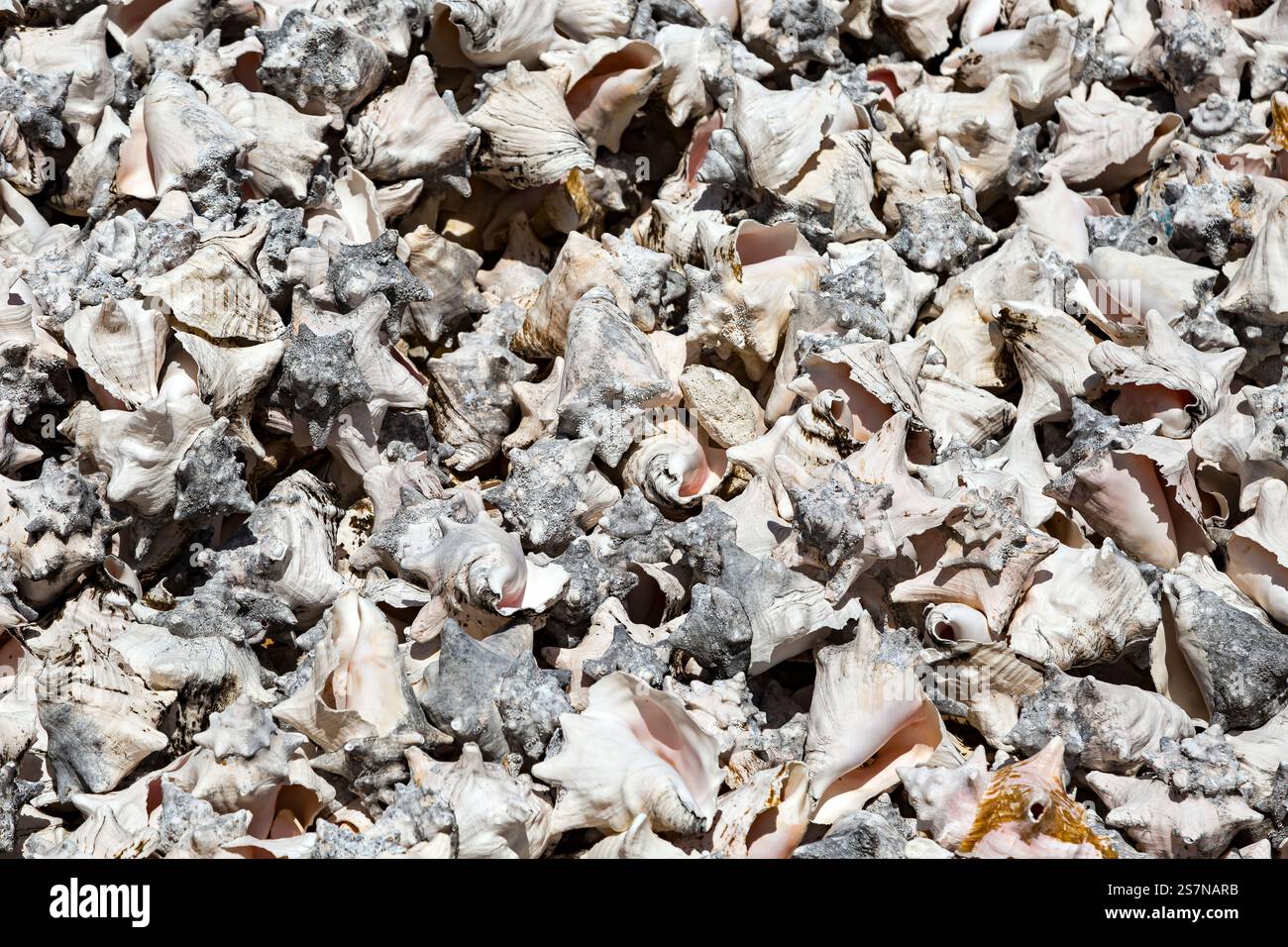 Conch grave hi-res stock photography and images - Alamy