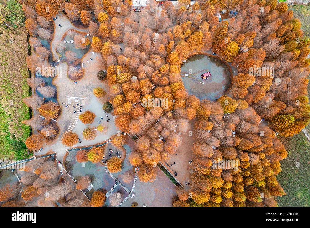 Aerial view of cypress forest at Houli in Taichung City, Taiwan Stock ...