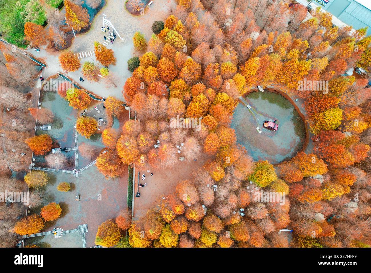 Aerial view of cypress forest at Houli in Taichung City, Taiwan Stock ...
