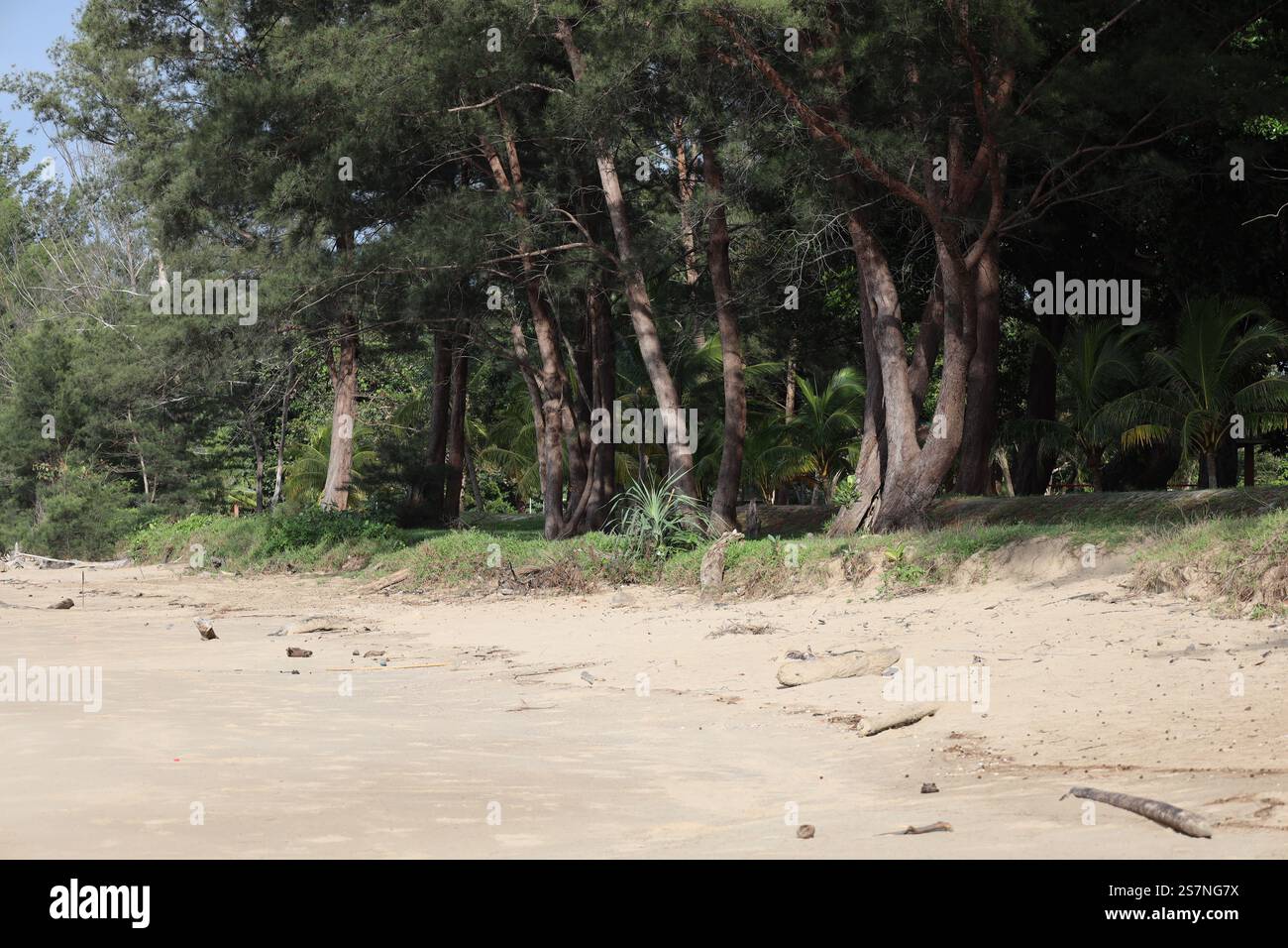 dense rain forest marks the line between sandy beaches and shore lines ...