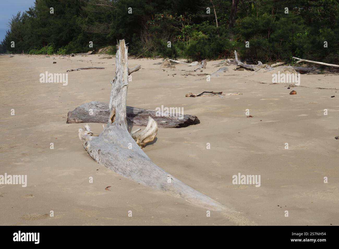 jagged branch protruding up from driftwood tree partially buried in ...