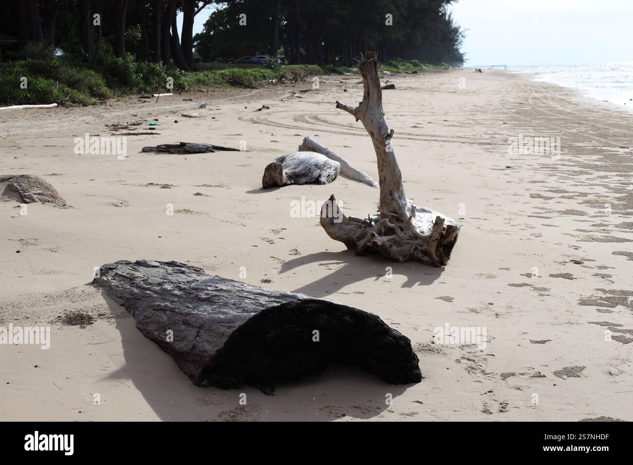 large driftwood tree trunk mostly buried in soft beach sand Stock Photo ...