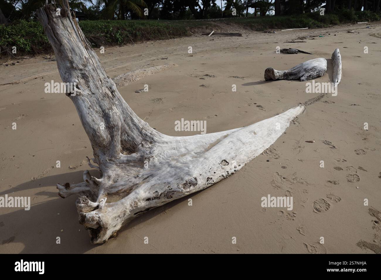 close-up sun bleached tree stump and trunk partially buried in soft ...