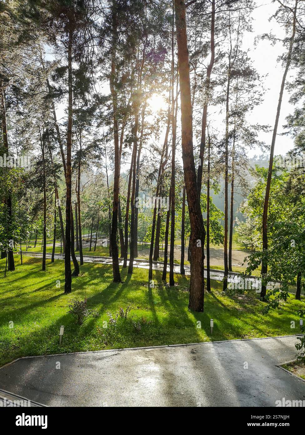 The sunlight peeking through some trees Stock Photo - Alamy