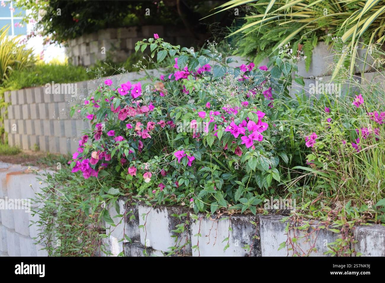 bright purple mauve flowers decorate landscaped cement block retaining ...