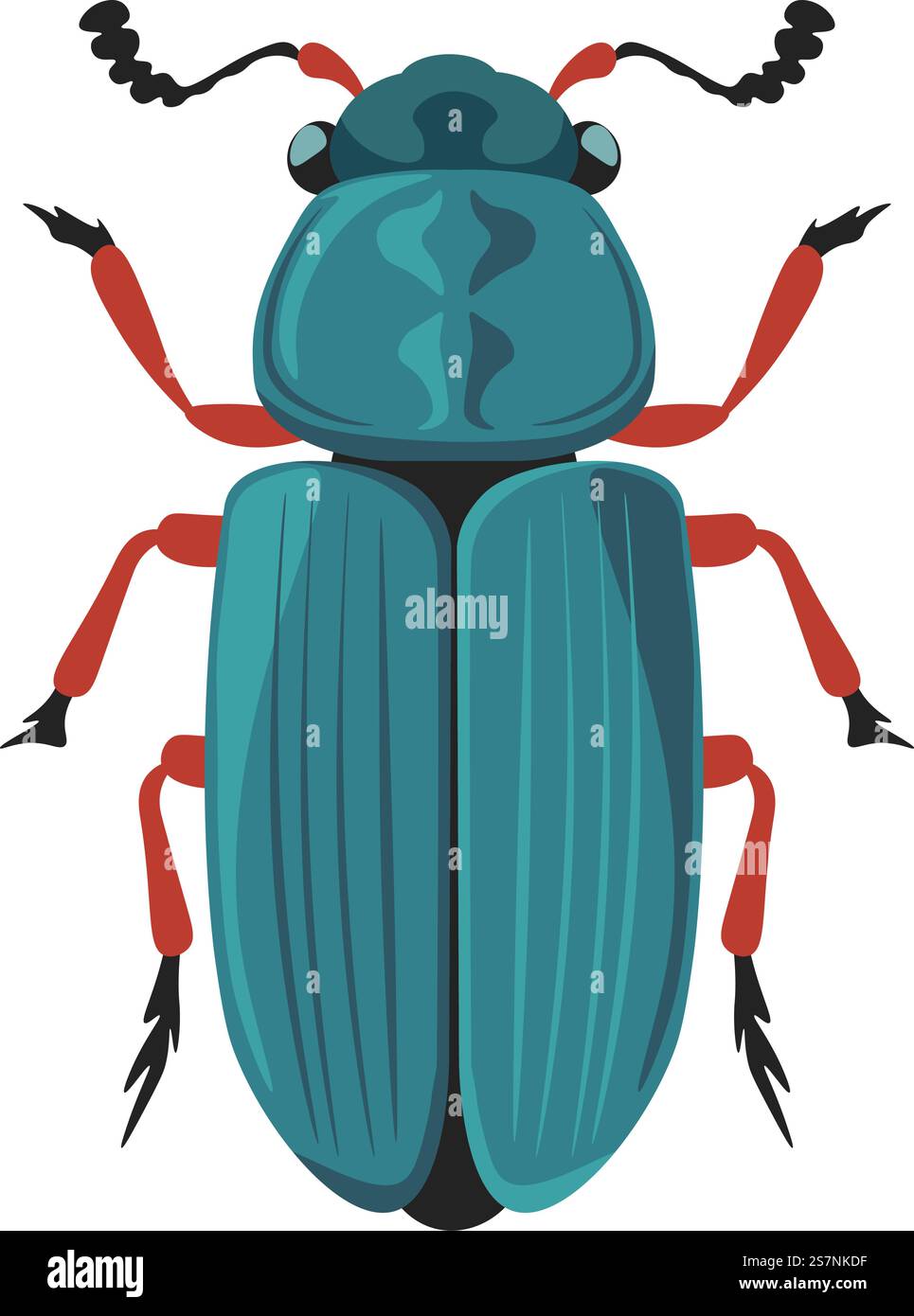 Necrobia rufipes, isolated red legged ham beetle or bug living in ...