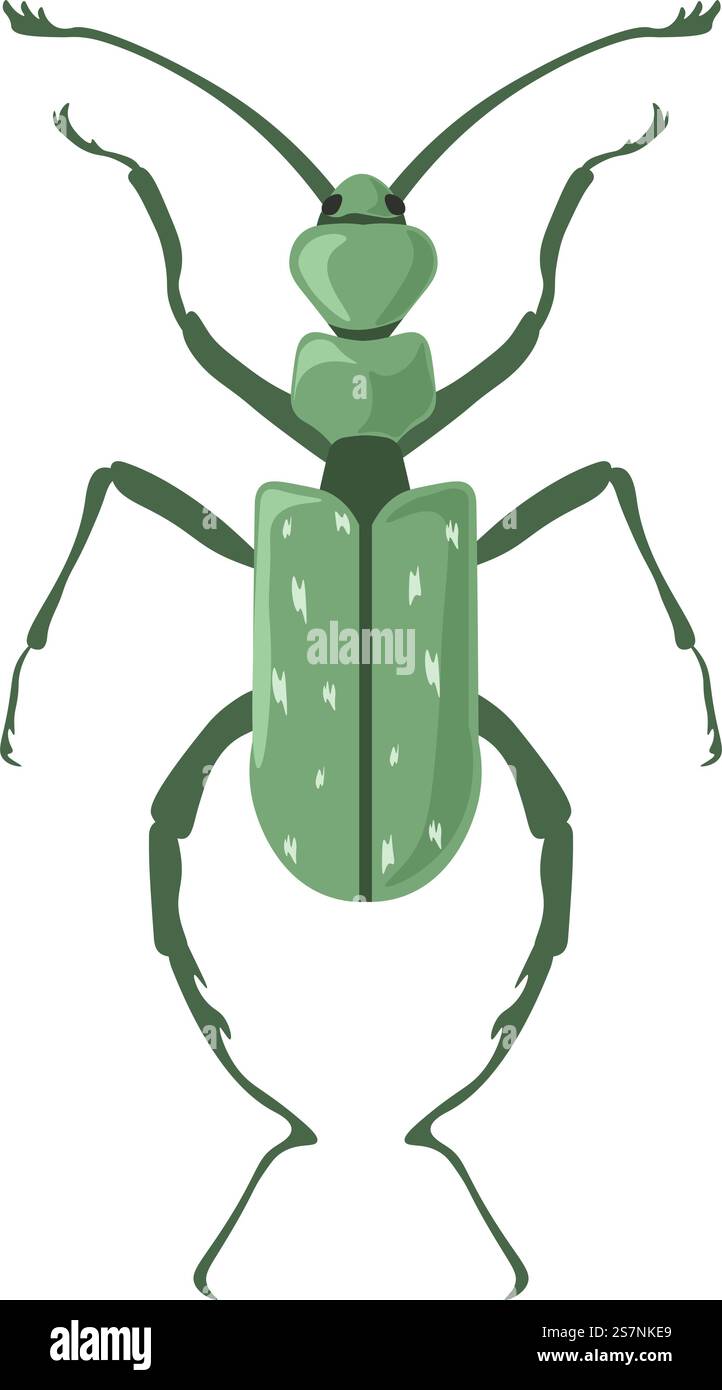 Thick-legged flower or swollen-thighed beetle, isolated Oedemera ...