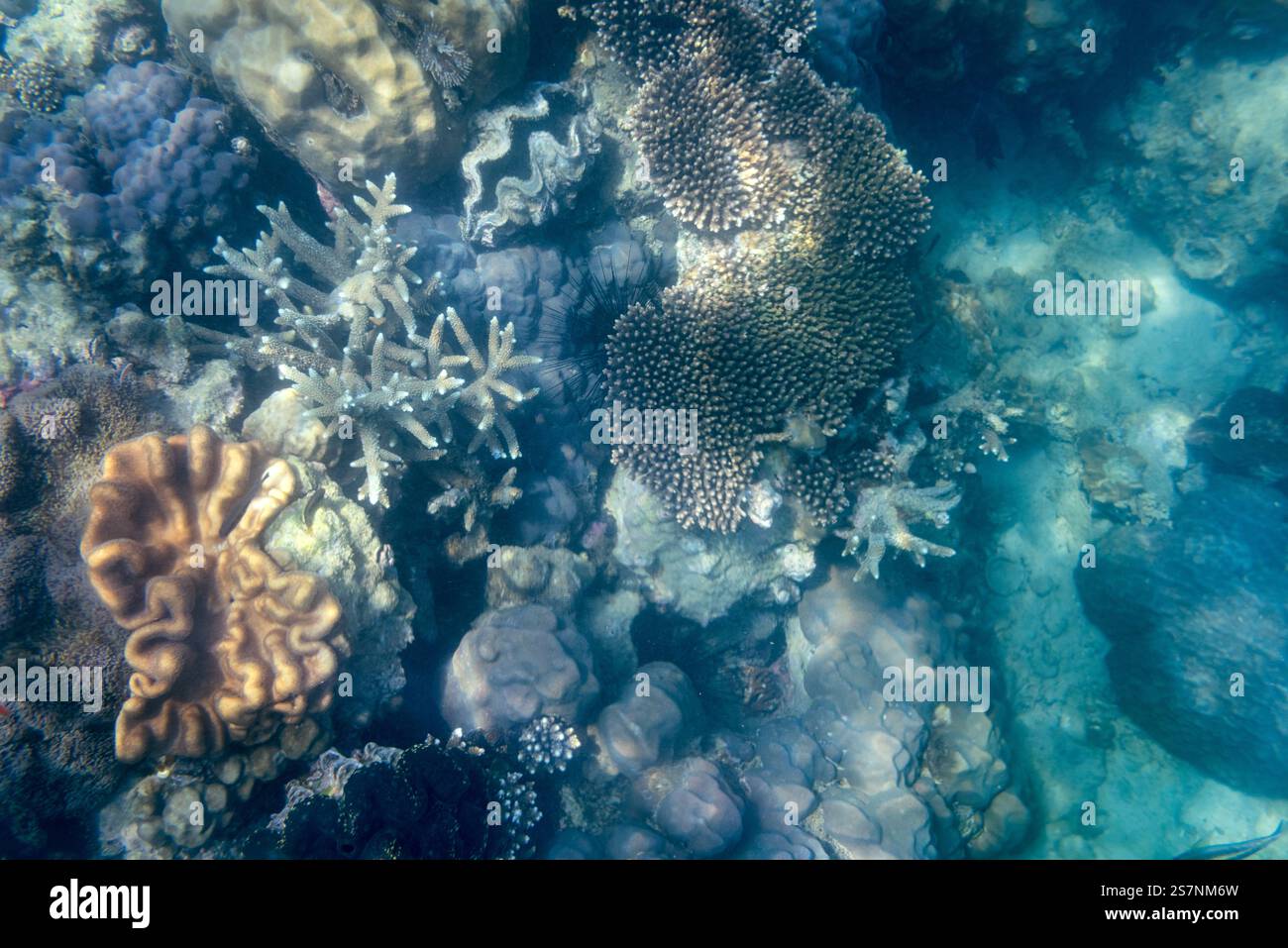 Explore a stunning underwater scene showcasing vibrant coral reefs ...