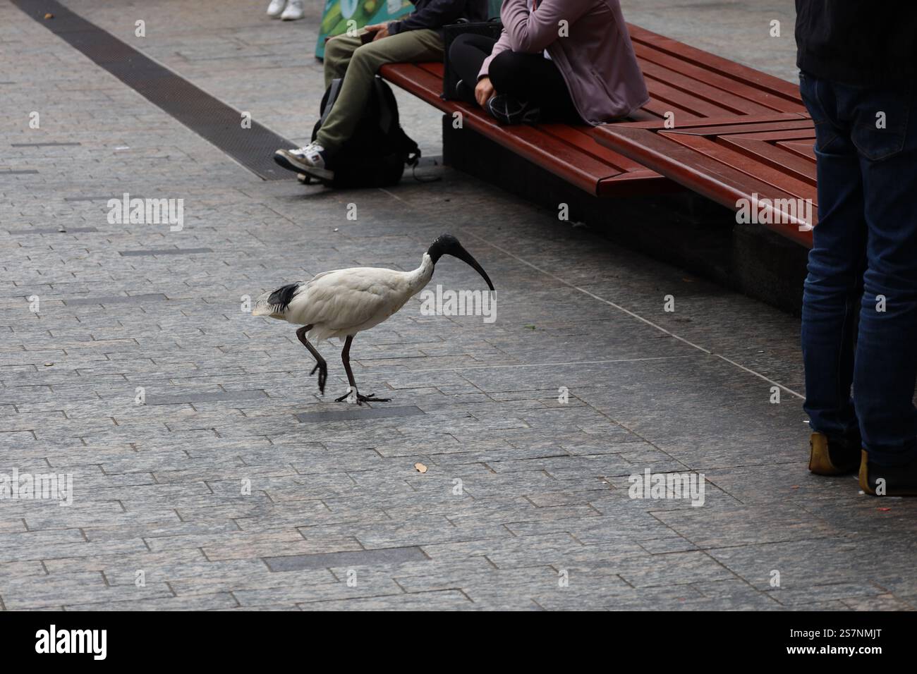 white and black bird with long curved bill strolls through urban street ...