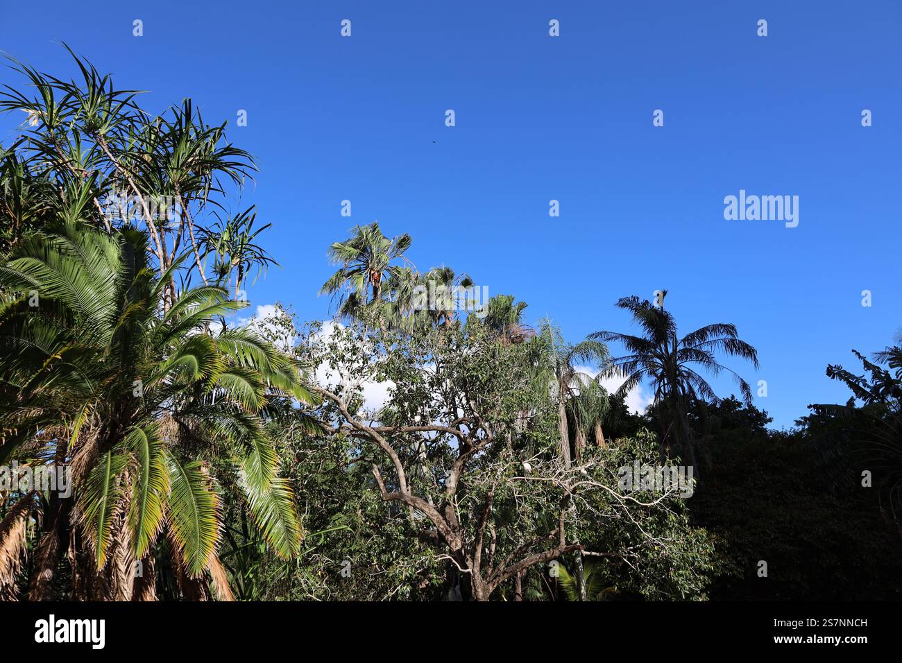 assorted tropical tree tops and foliage against deep blue sky Stock ...