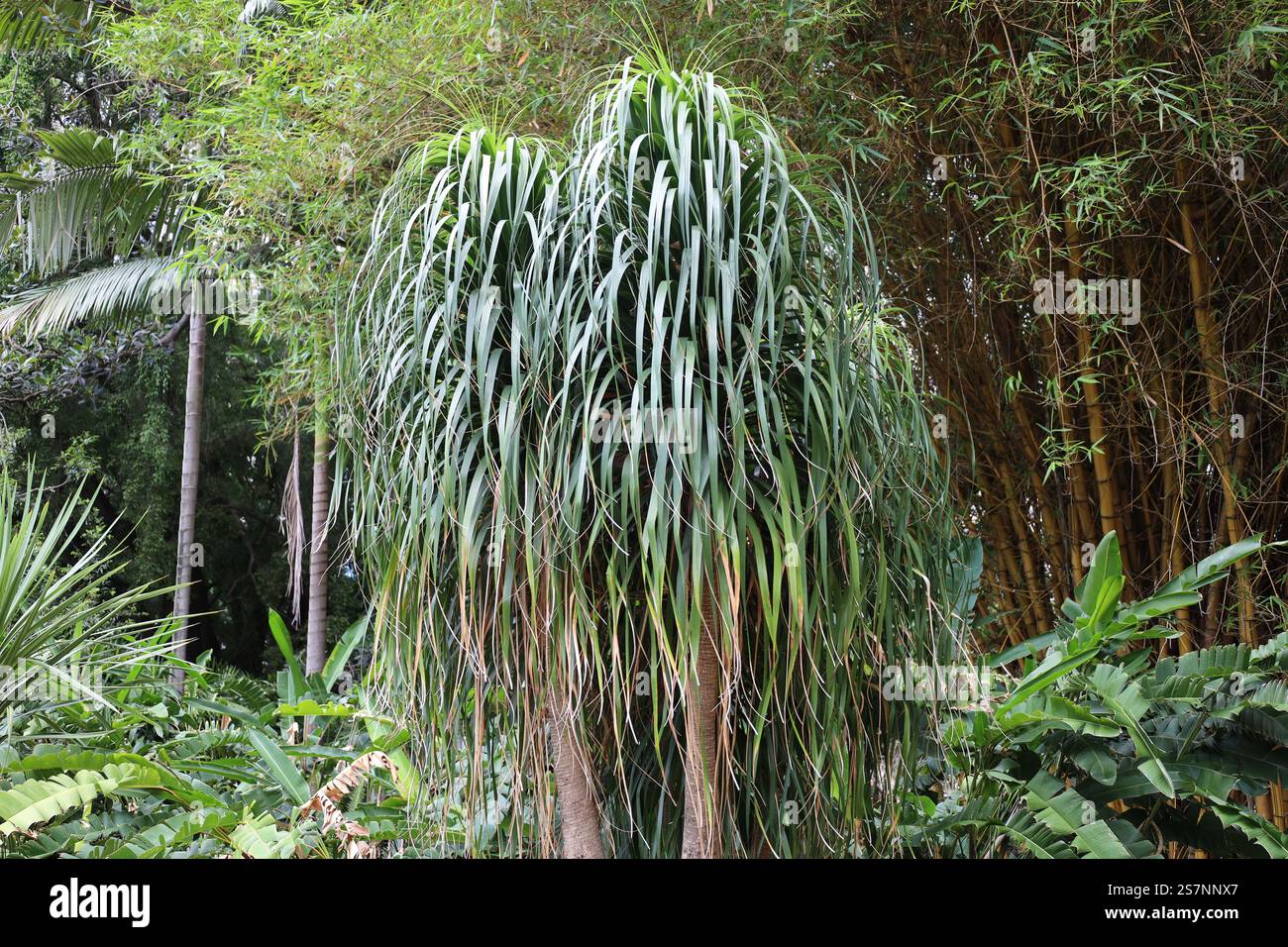 shaggy palm trees with long slender dark green leaves Stock Photo - Alamy