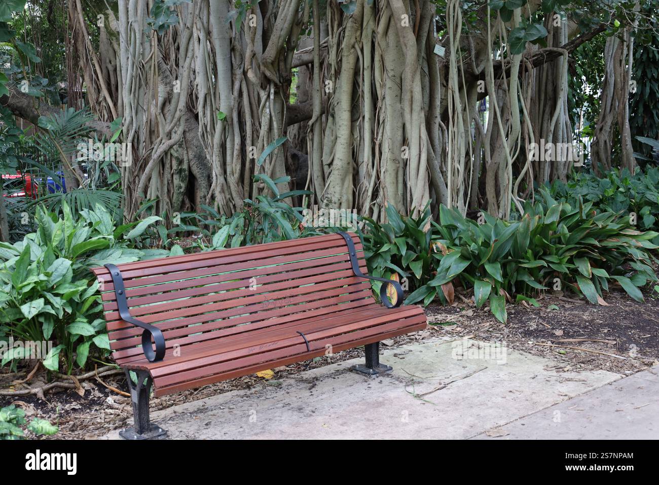 bench along a paved footpath against dense tropical trees and bushes ...