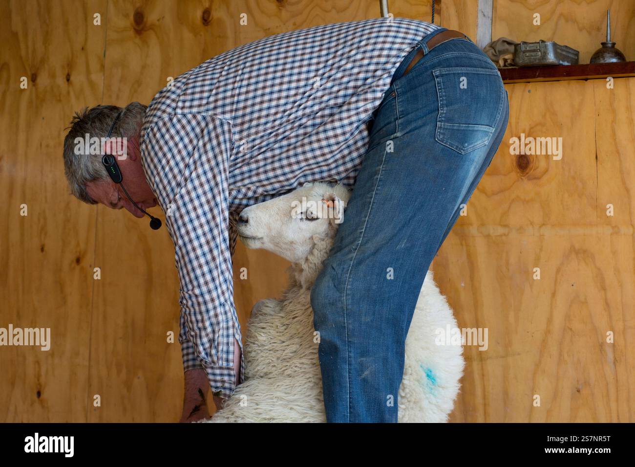 Ramcher holding sheep hi-res stock photography and images - Alamy