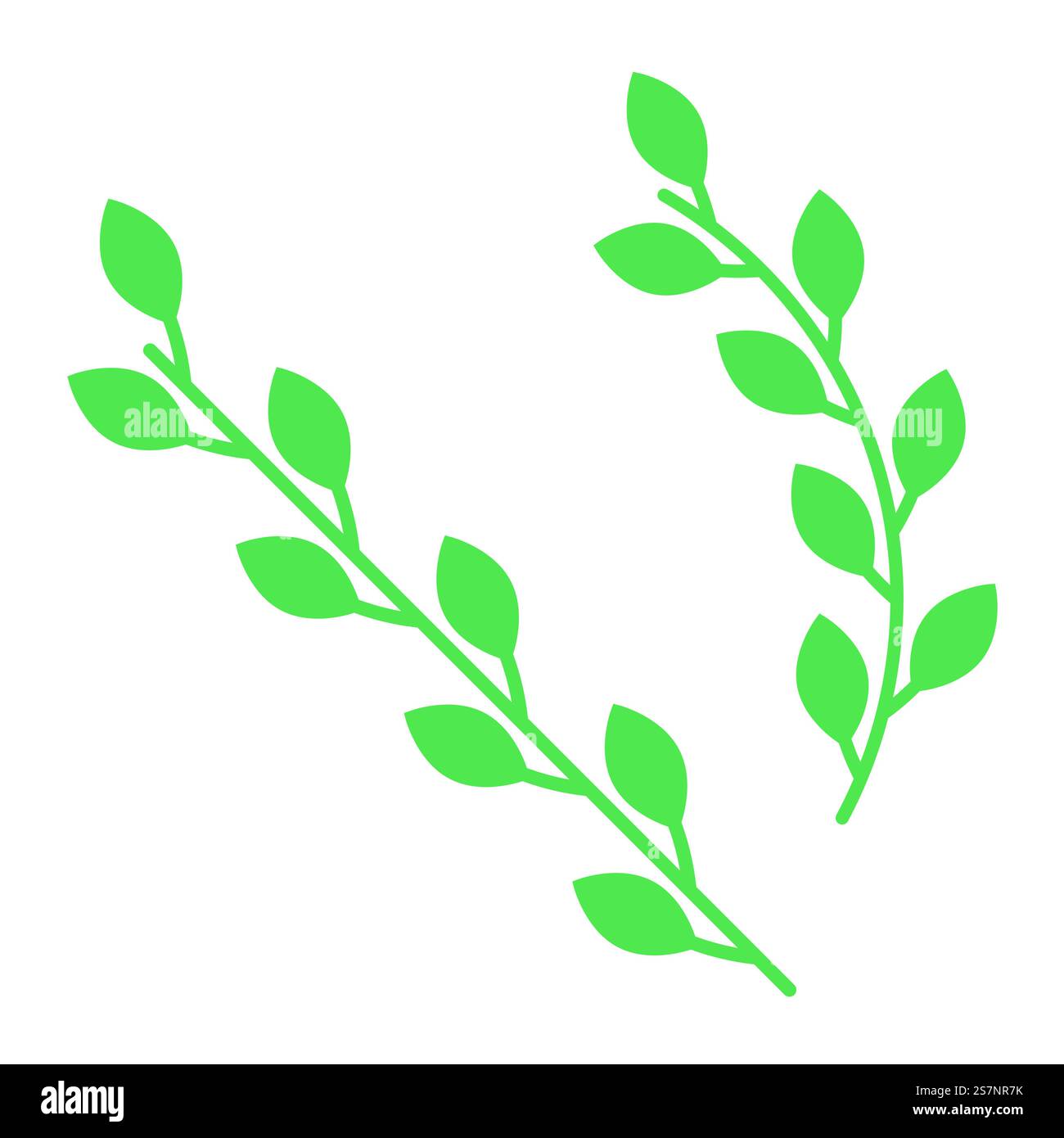Green olive branch, straight and curved. Spring branches with leaves ...